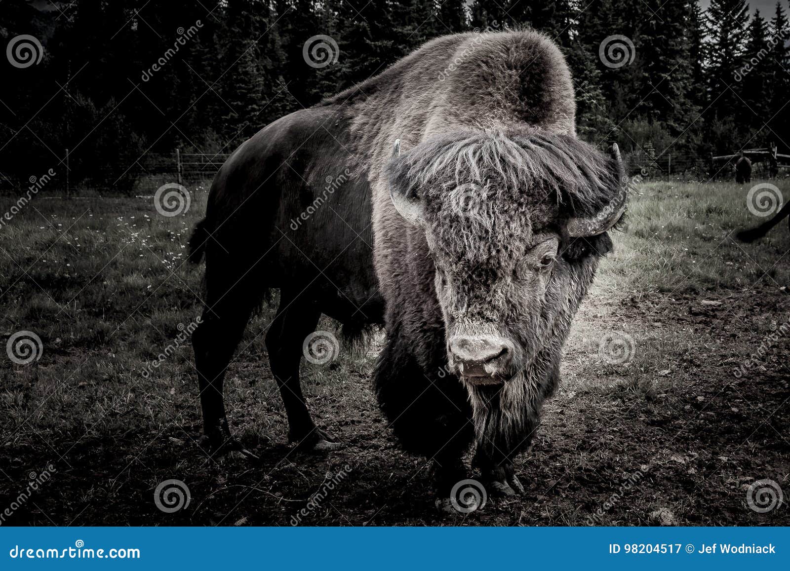 Bison in the dark stock image. Image of green, ranch - 98204517