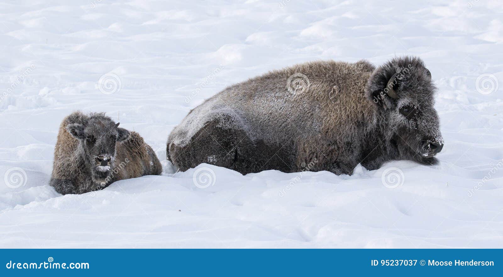 BISON in DEEP SNOW STOCK IMAGE Stock Image - Image of teton, parks ...