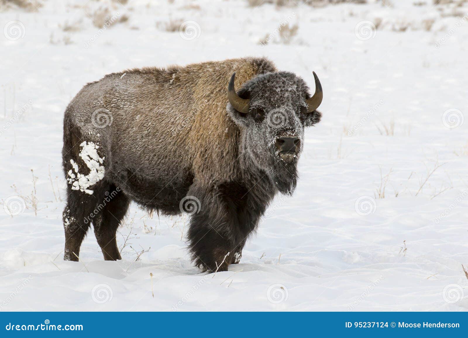 BISON in DEEP SNOW STOCK IMAGE Stock Photo - Image of hoar, valley ...