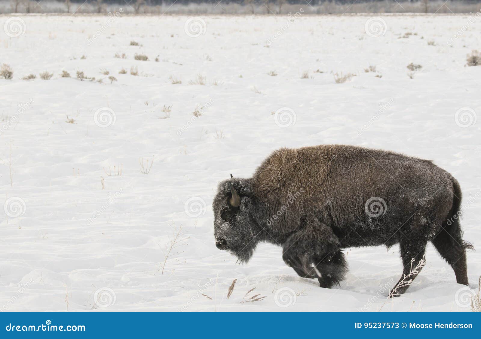 BISON in DEEP SNOW STOCK IMAGE Stock Image - Image of bison, winter ...