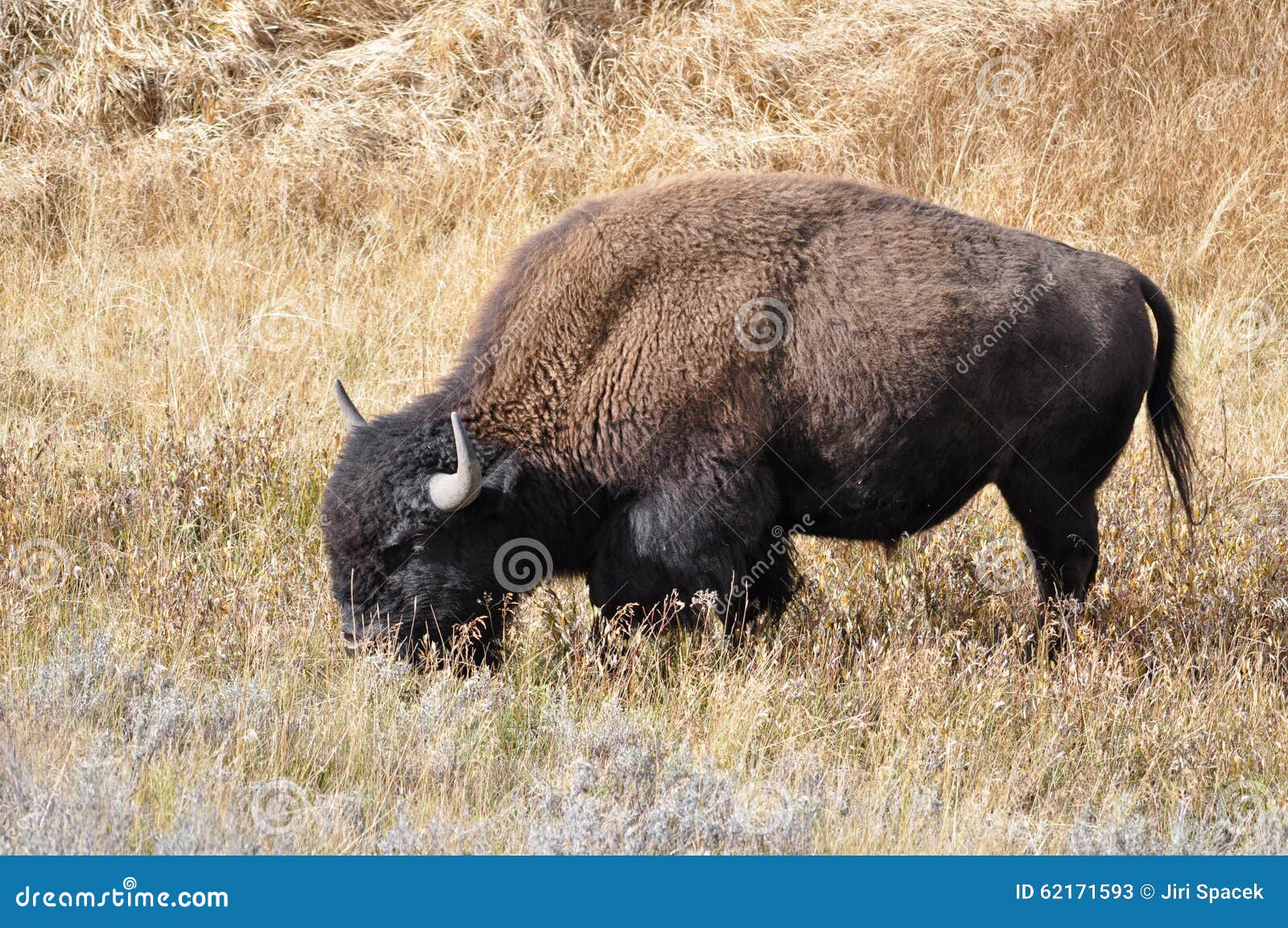 Bison in Den Wiesen - Yellowstone Nationalpark Stockbild - Bild von ...
