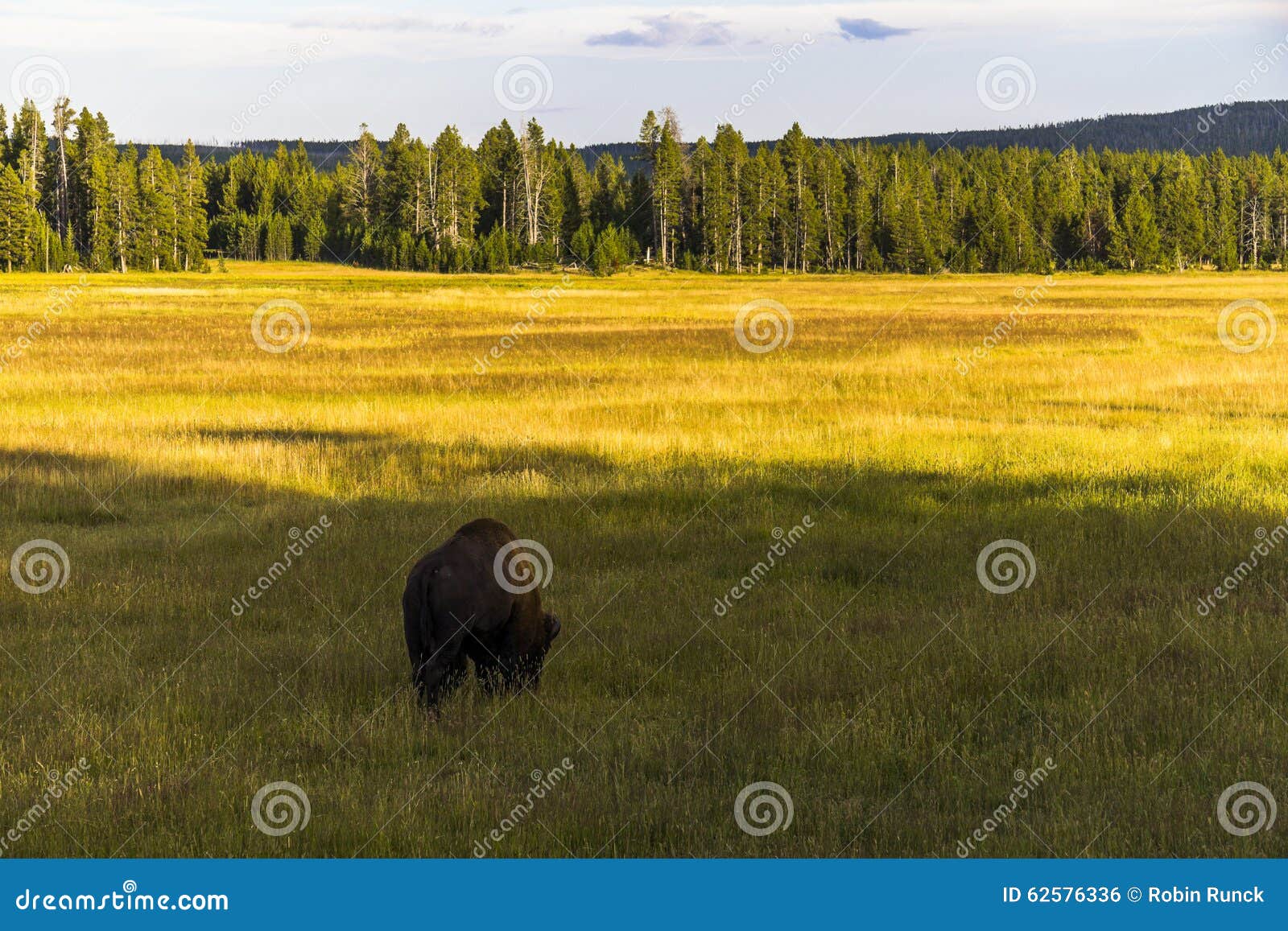 Bison, Der Gras, Yellowstone Isst Stockfoto - Bild von mann, amerika ...