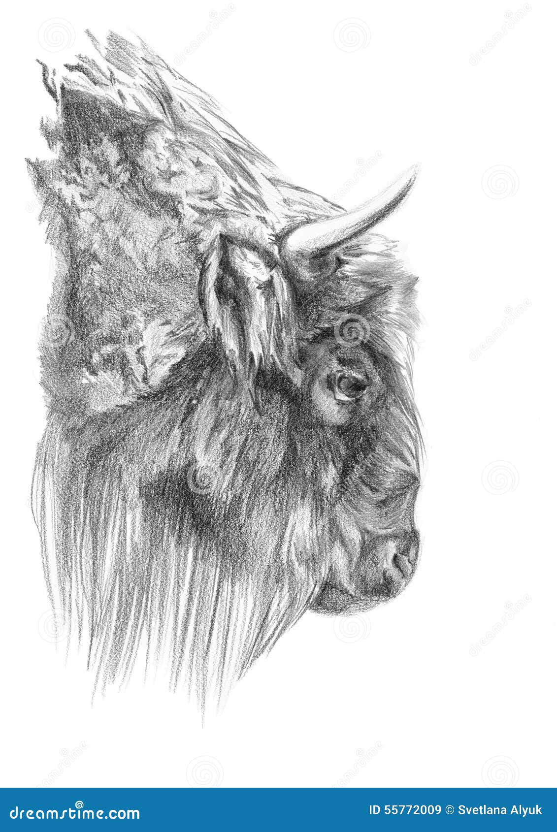 Bison Drawing Royalty-Free Stock Photography | CartoonDealer.com #55772009