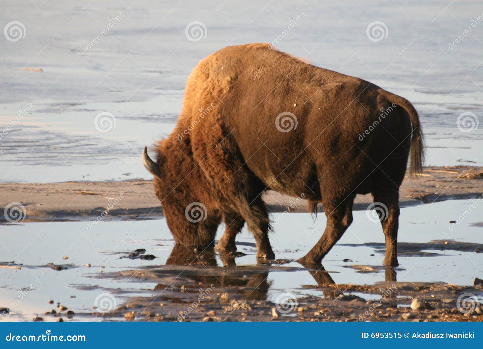 Bison drinking water stock image. Image of coat, wildlife - 6953515