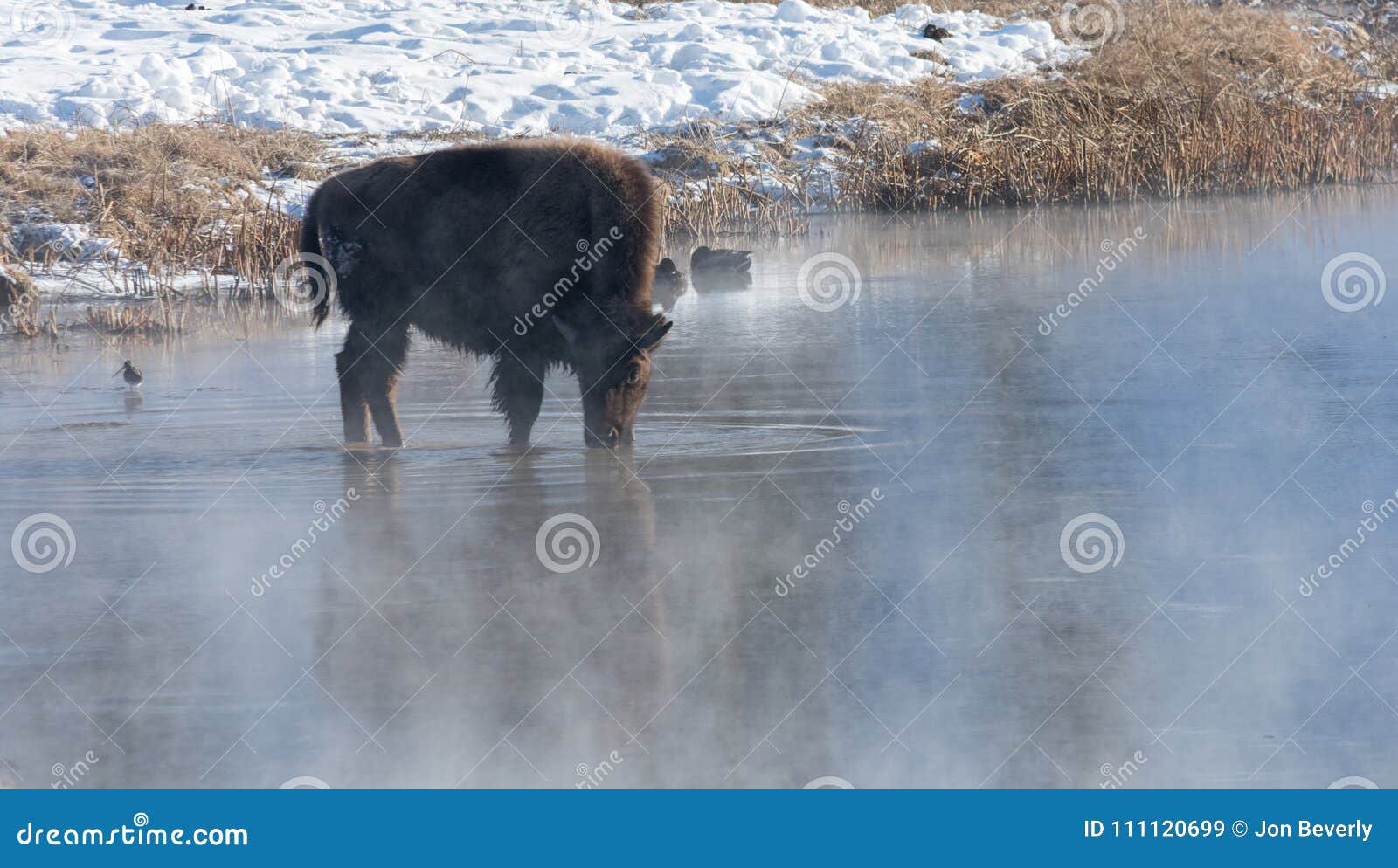 Bison Drinking Water from Lake Stock Image - Image of shallow, nature ...