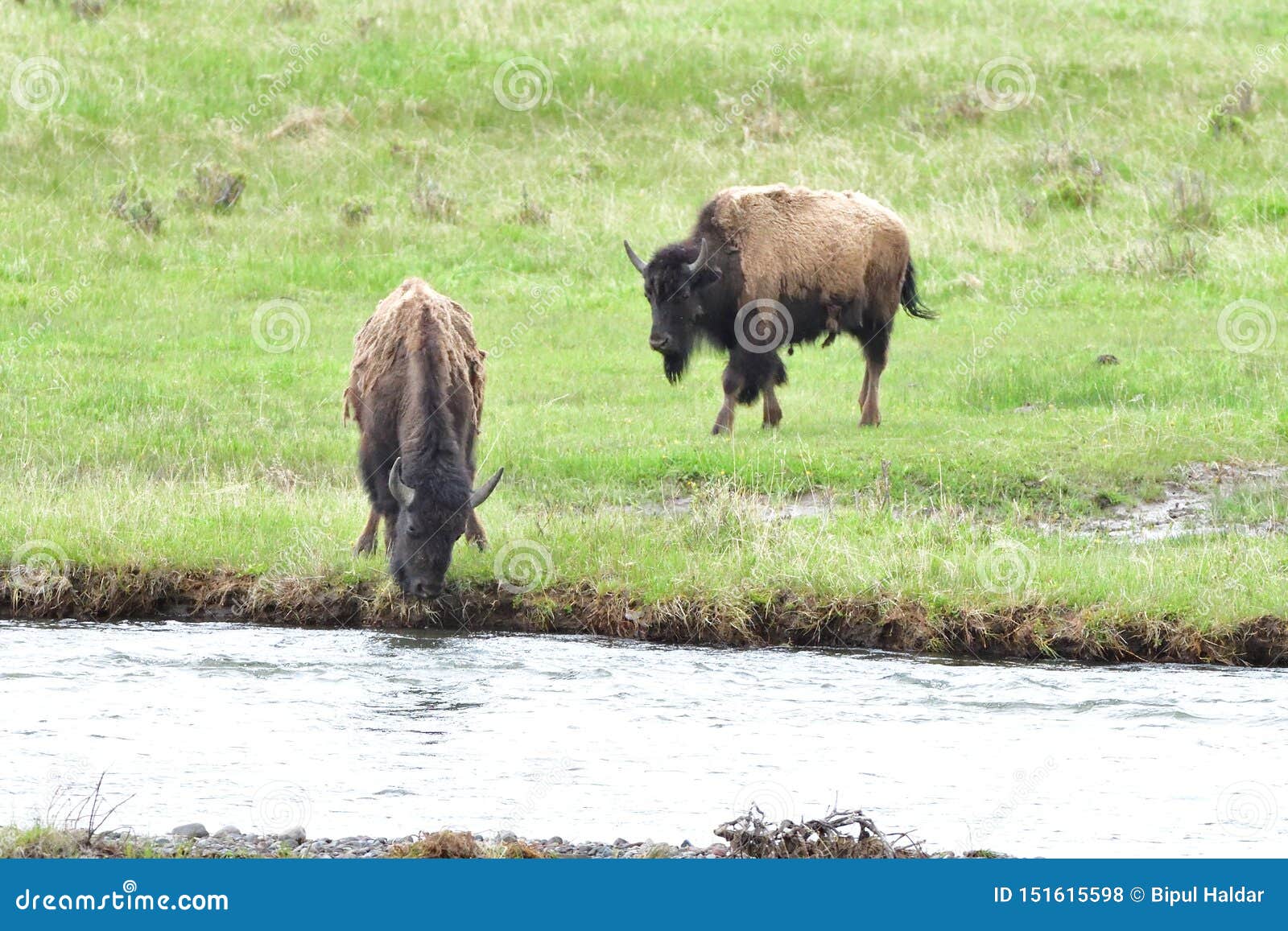 Bison Drinking Water from Yellowstone River Stock Photo - Image of ...