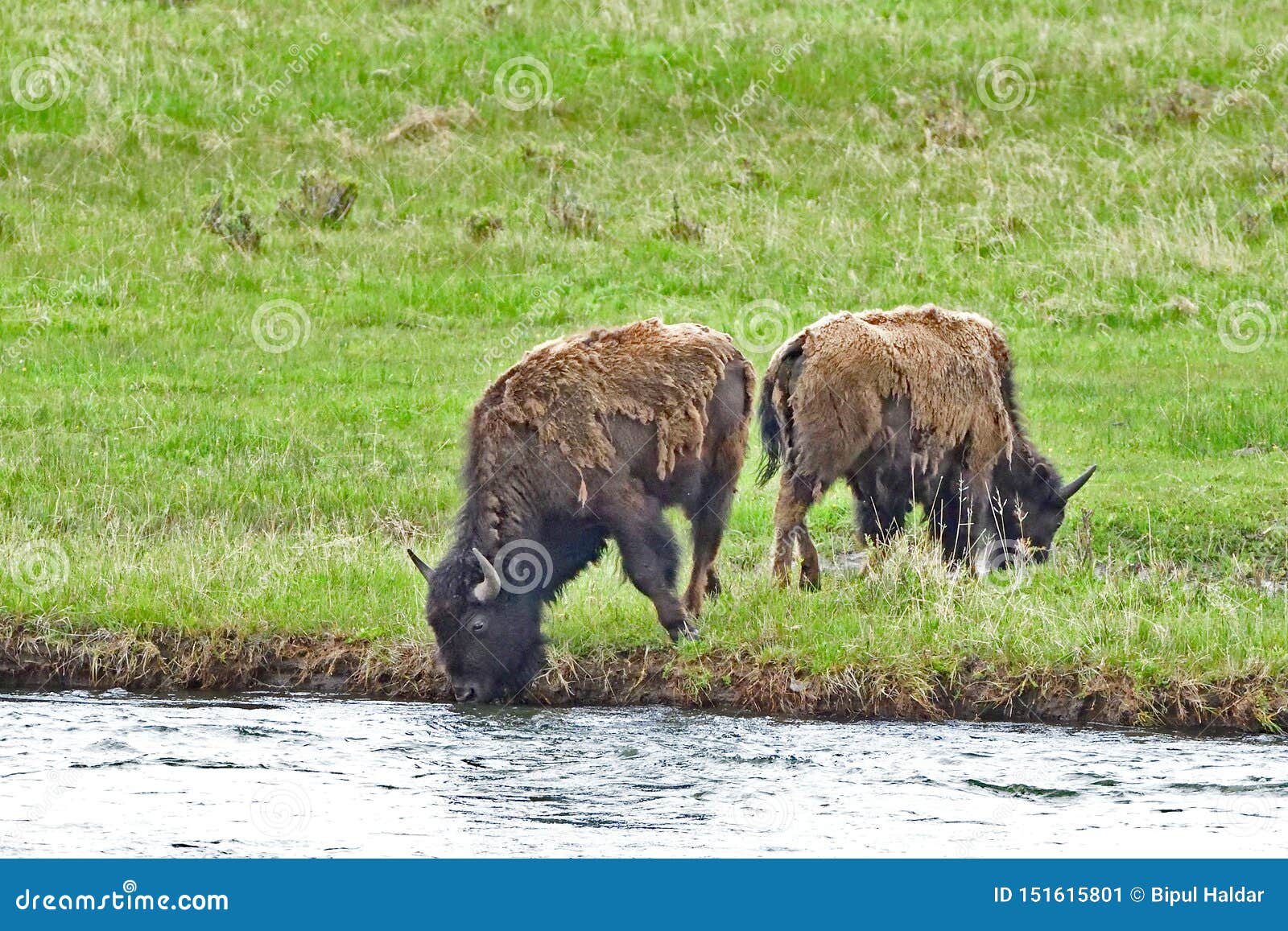Bison Drinking Water from Yellowstone River Stock Image - Image of ...