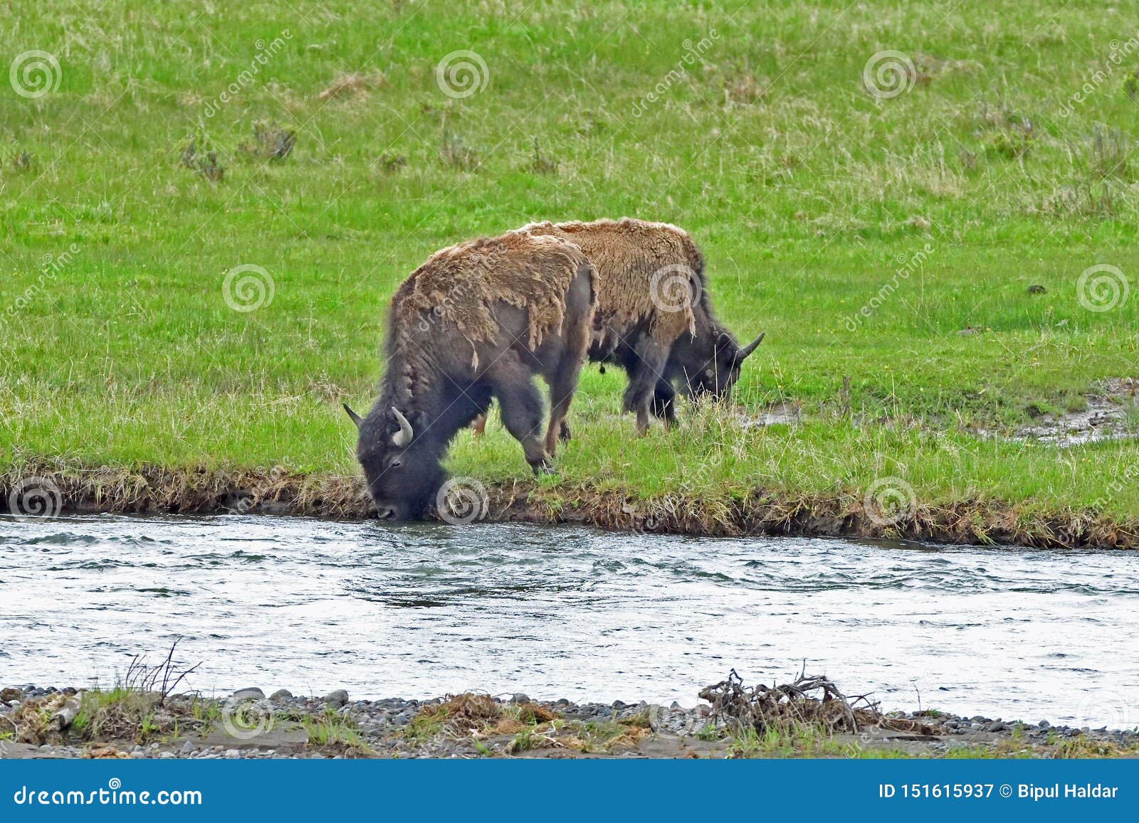 Bison Drinking Water from Yellowstone River Stock Image - Image of ...