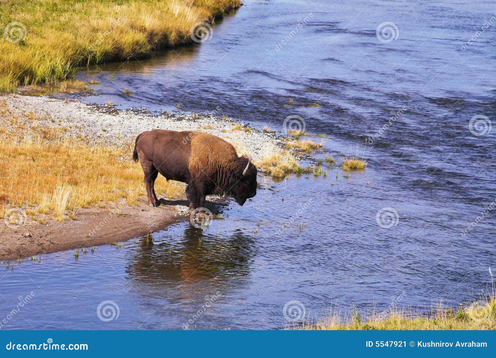 The bison drinks water stock image. Image of bull, animals - 5547921