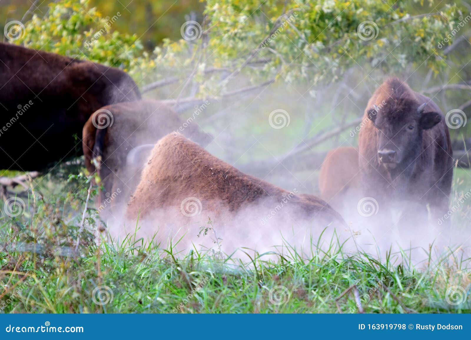 Bison Dust stock photo. Image of environment, bath, dust - 163919798