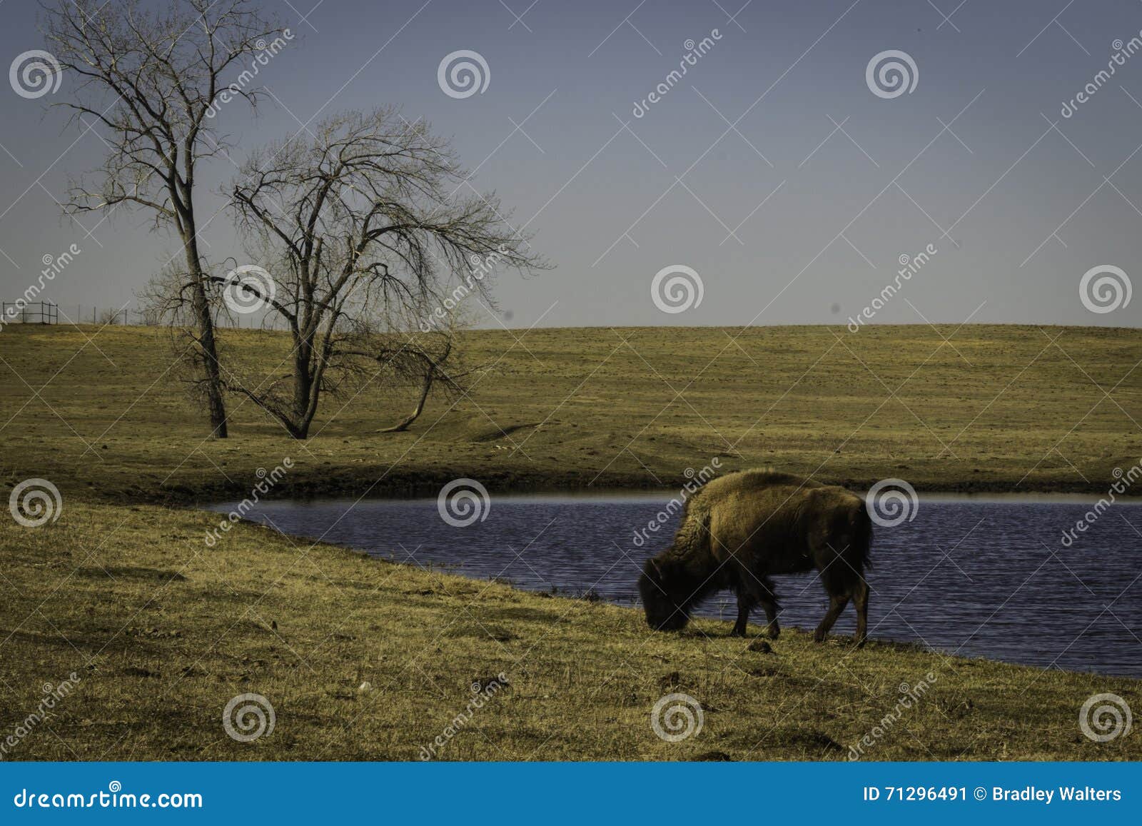 Bison in Early Spring stock image. Image of beautiful - 71296491