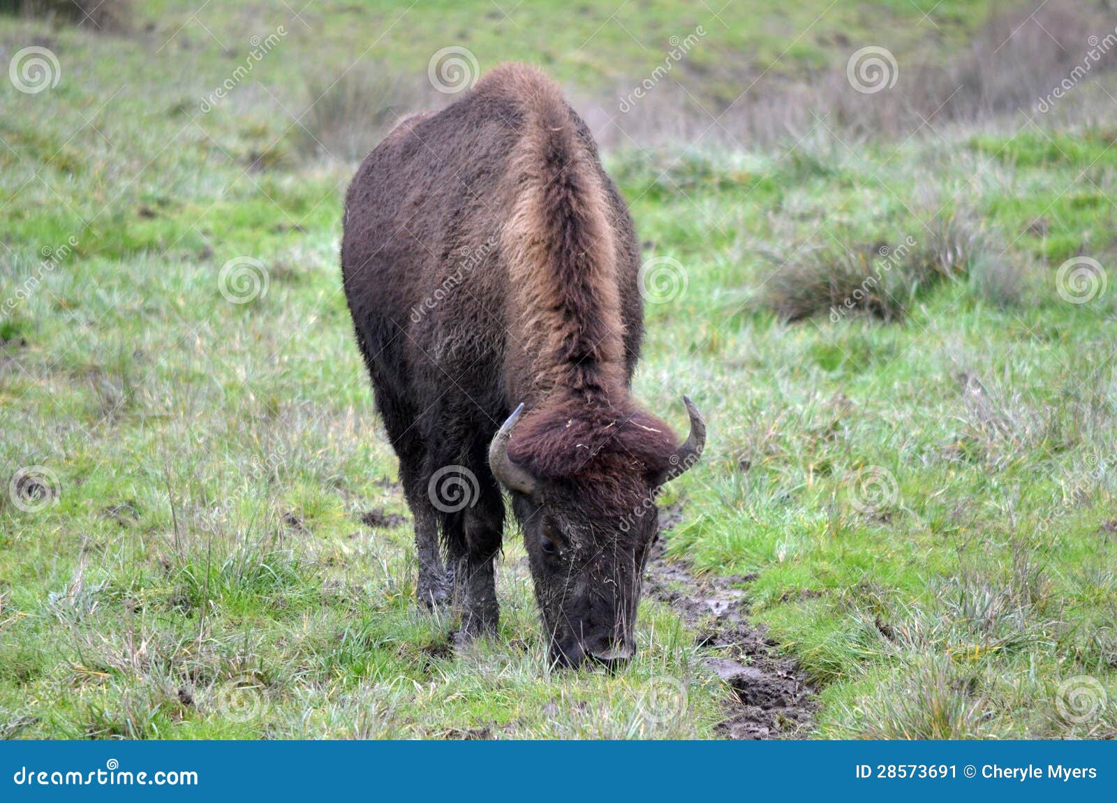 Bison eating stock image. Image of nature, horn, buffalo - 28573691