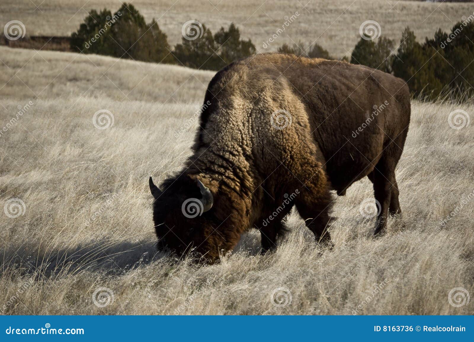 Bison eating stock photo. Image of badlands, dakota, animal - 8163736
