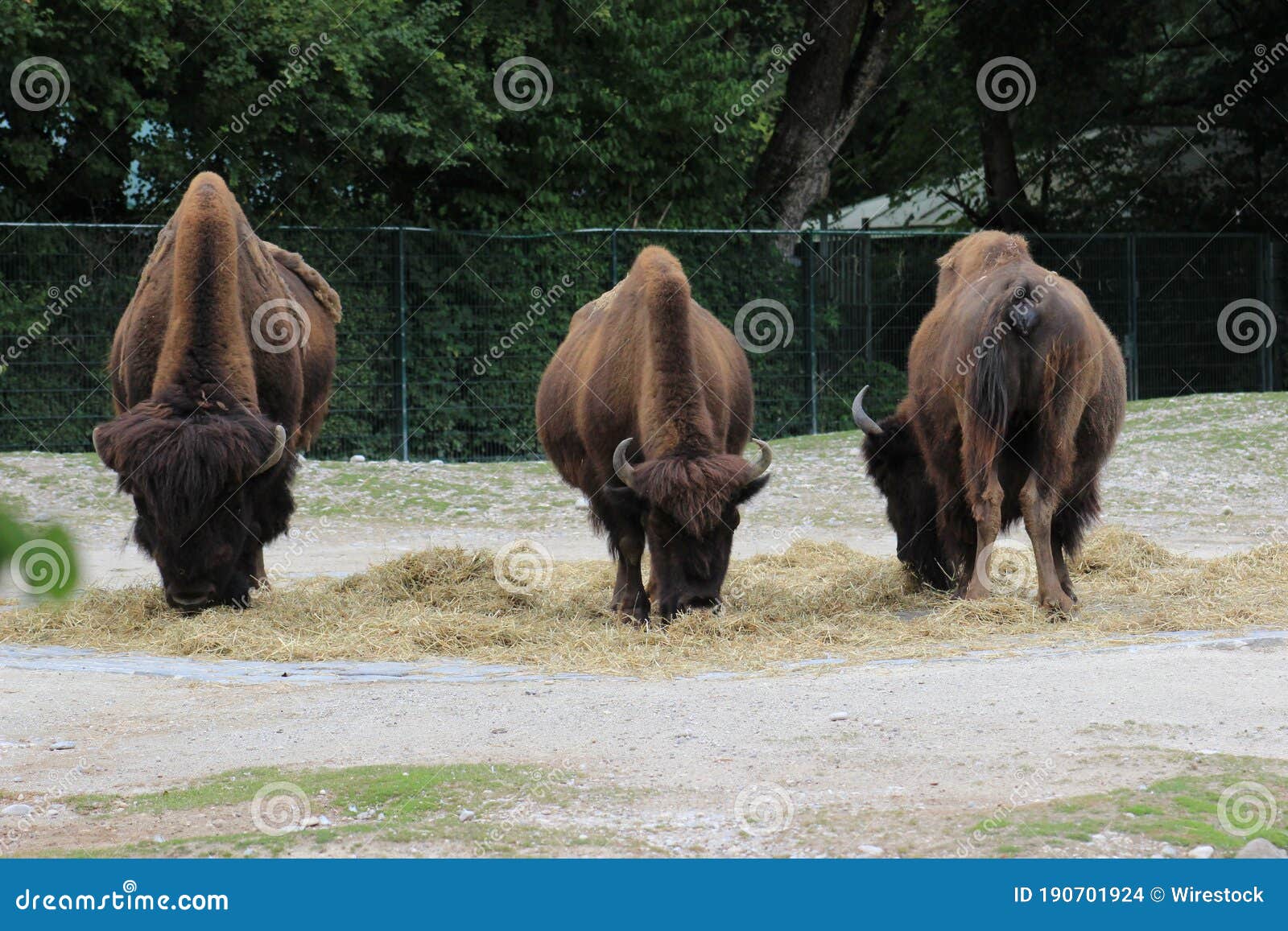 Bison Eating Hay in an Enclosed Space at a Zoo Stock Photo - Image of ...
