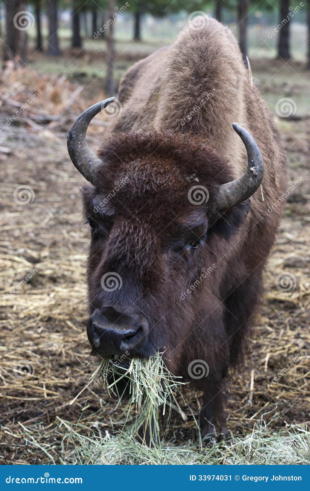 Bison eating hay. stock image. Image of brown, grass - 33974031