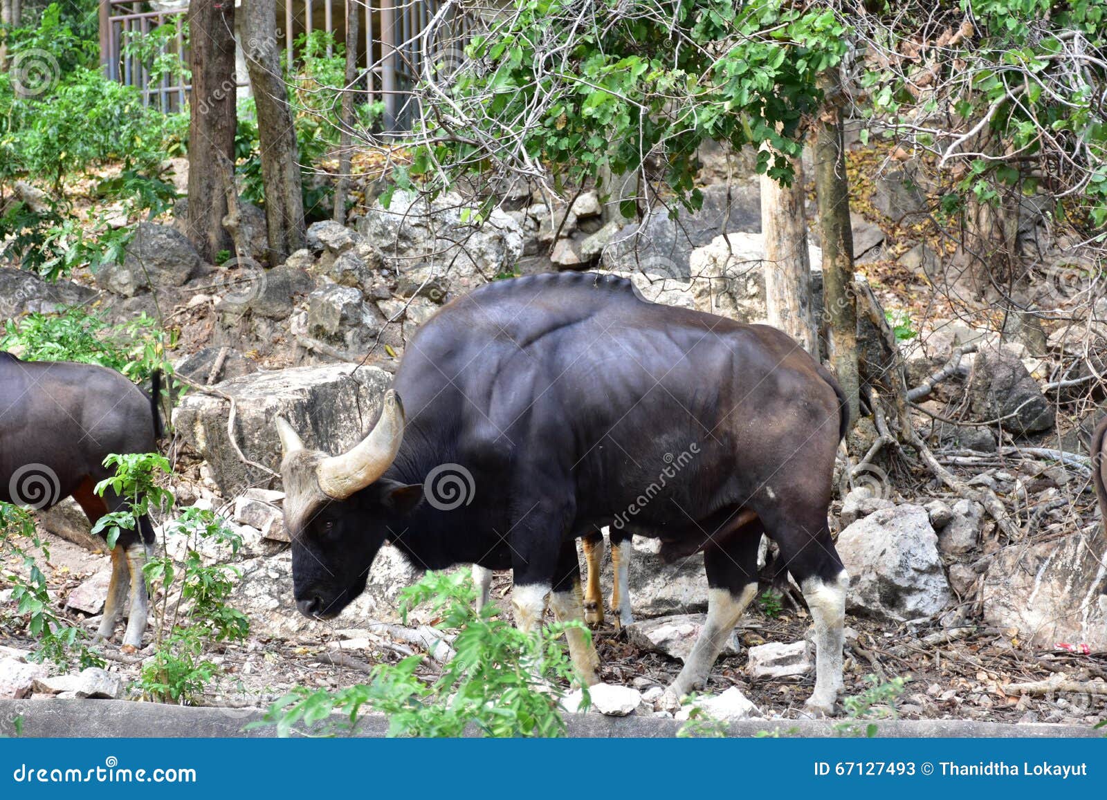 Bison Eating in Zoo Thailand Stock Image - Image of gaur, creatu: 67127493