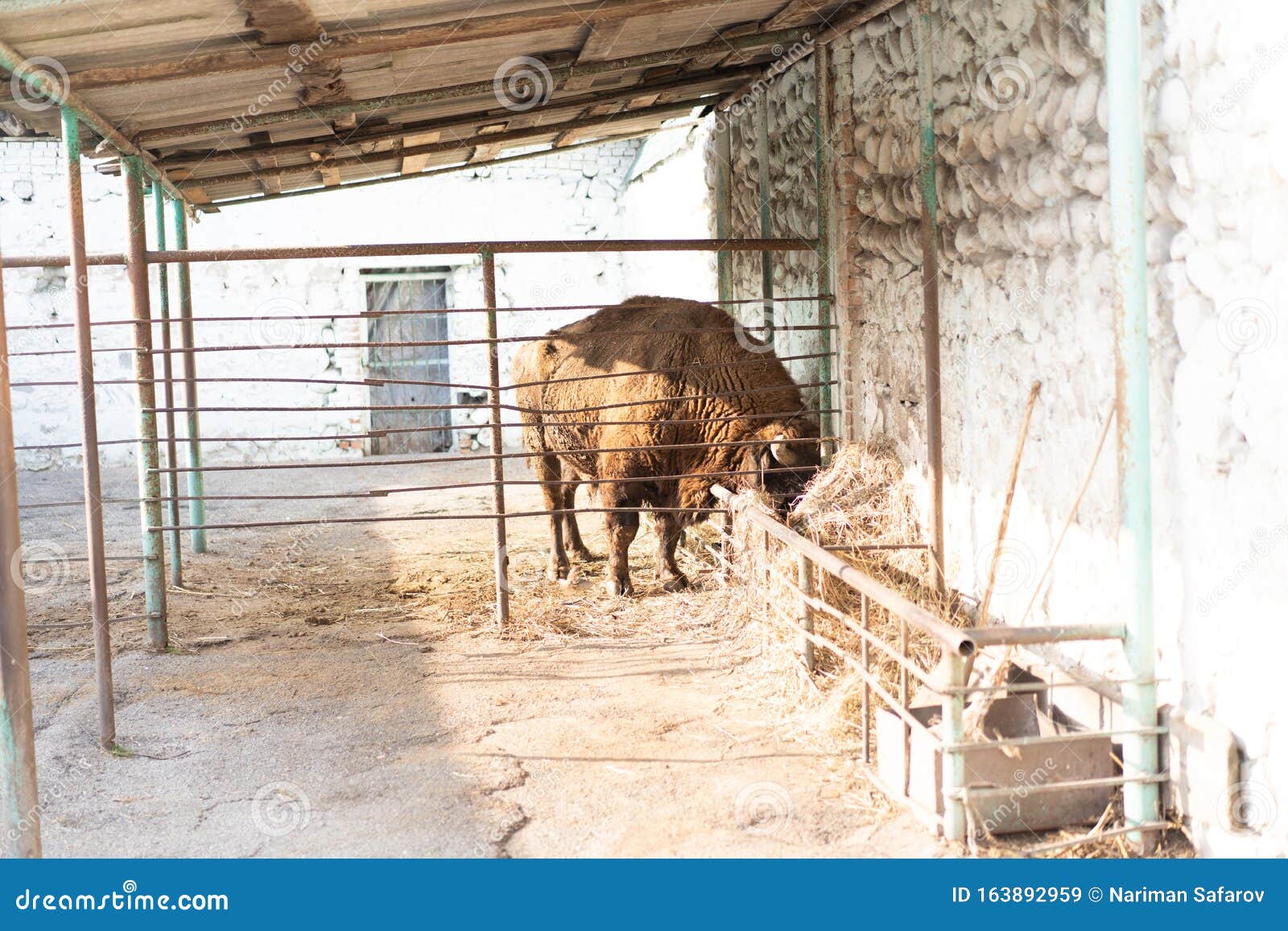 Bison Eats Hay in Its Territory Stock Image - Image of american ...