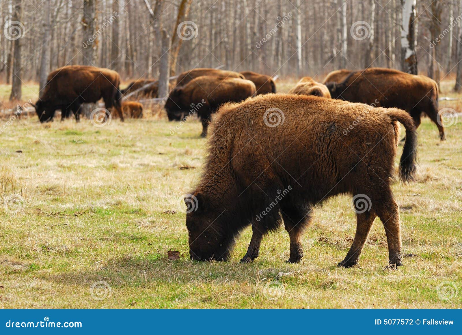 Bison in elk island stock photo. Image of meadow, park - 5077572