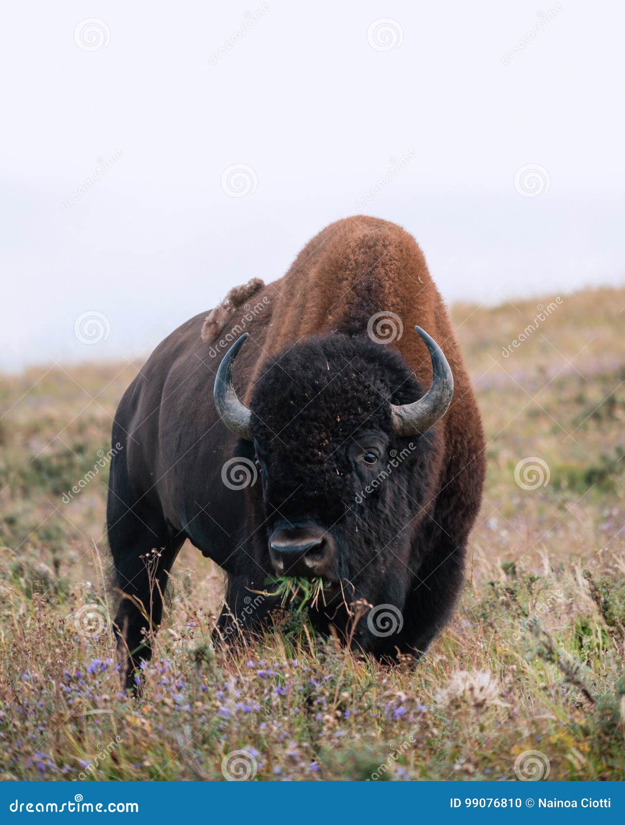 Bison Mean Stock Photos - Free & Royalty-Free Stock Photos from Dreamstime