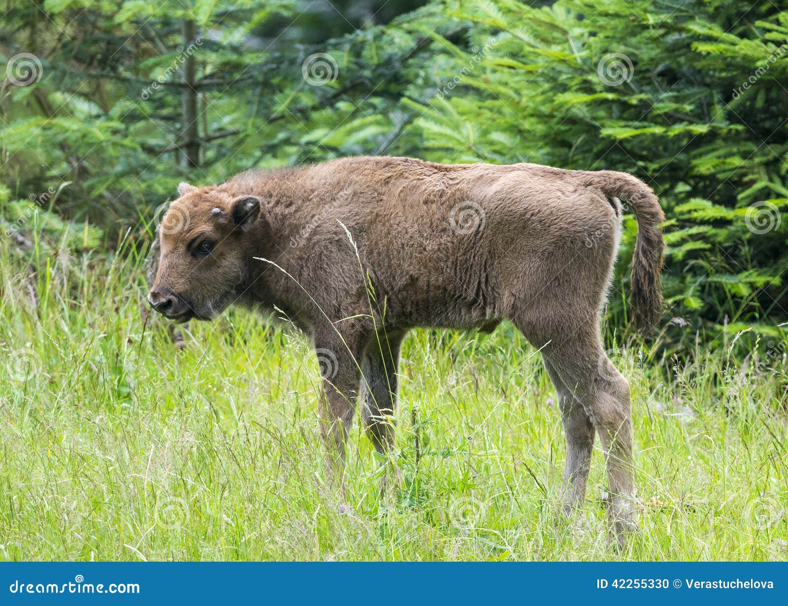 Bison stock photo. Image of bull, wild, grass, bizon - 42255330
