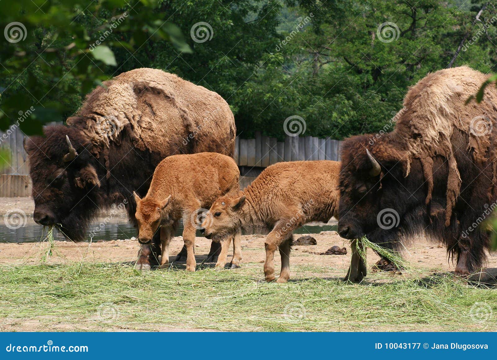 Bison family stock image. Image of american, mother, animal - 10043177