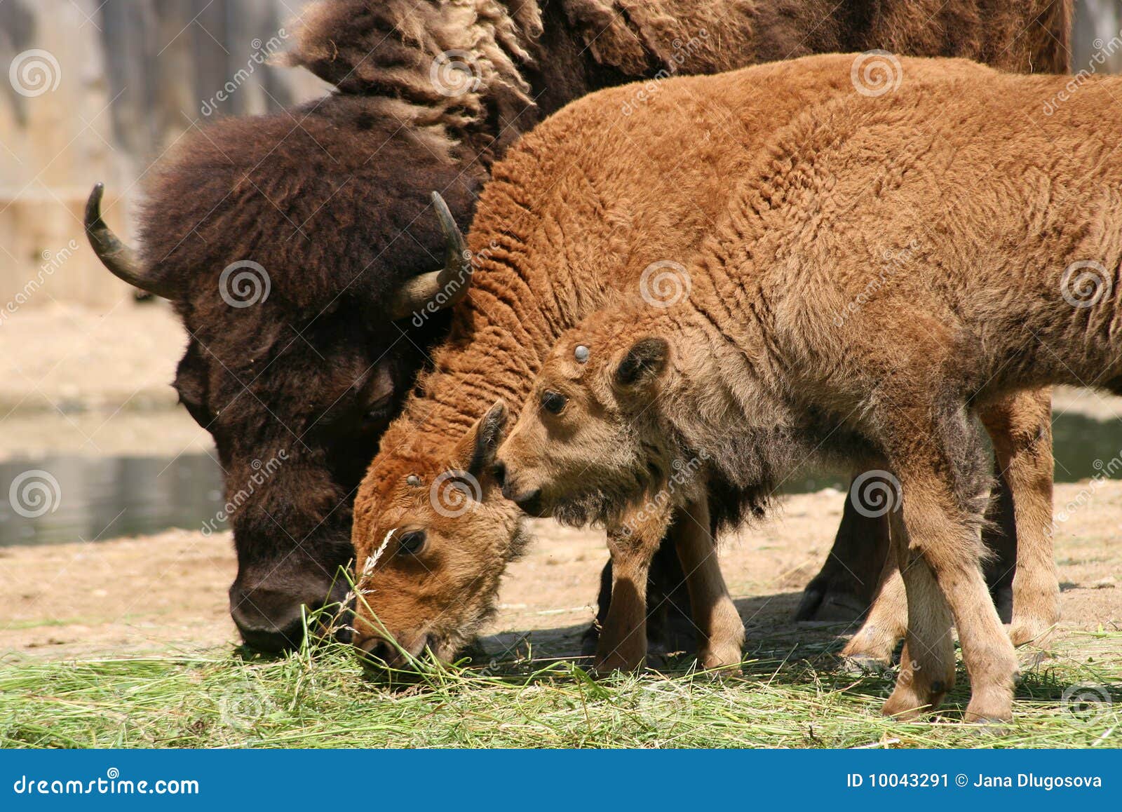 Bison family stock image. Image of group, standing, animals - 10043291
