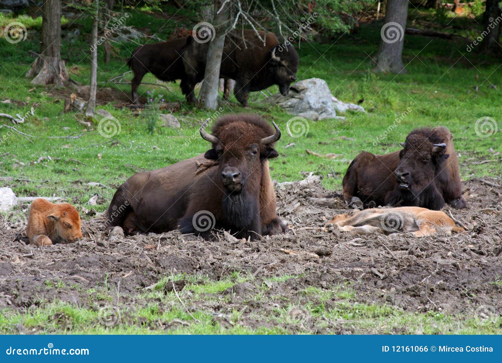 Bison family stock photo. Image of calf, ford, female - 12161066