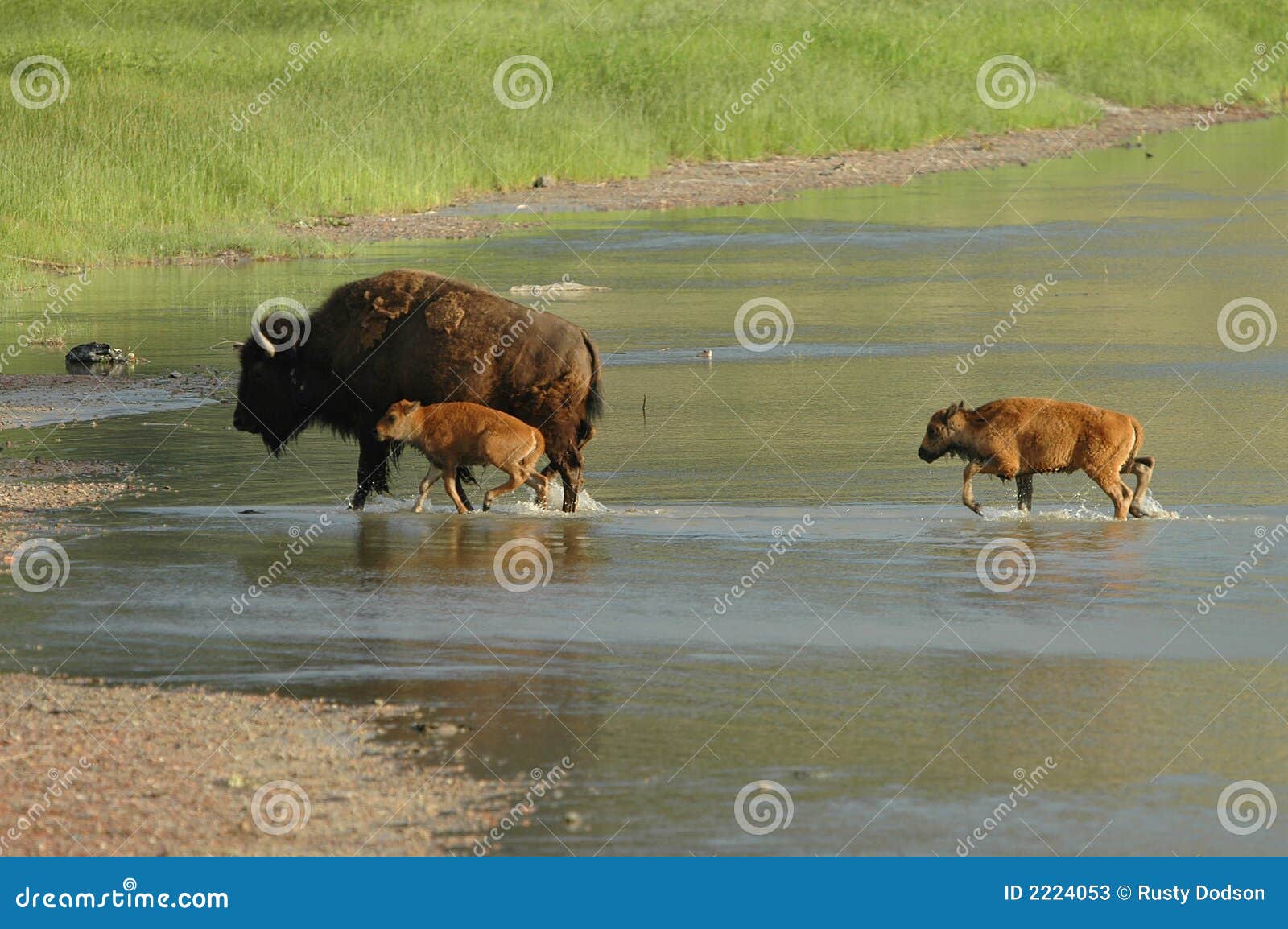 Bison Family stock image. Image of herd, bovinae, bison - 2224053
