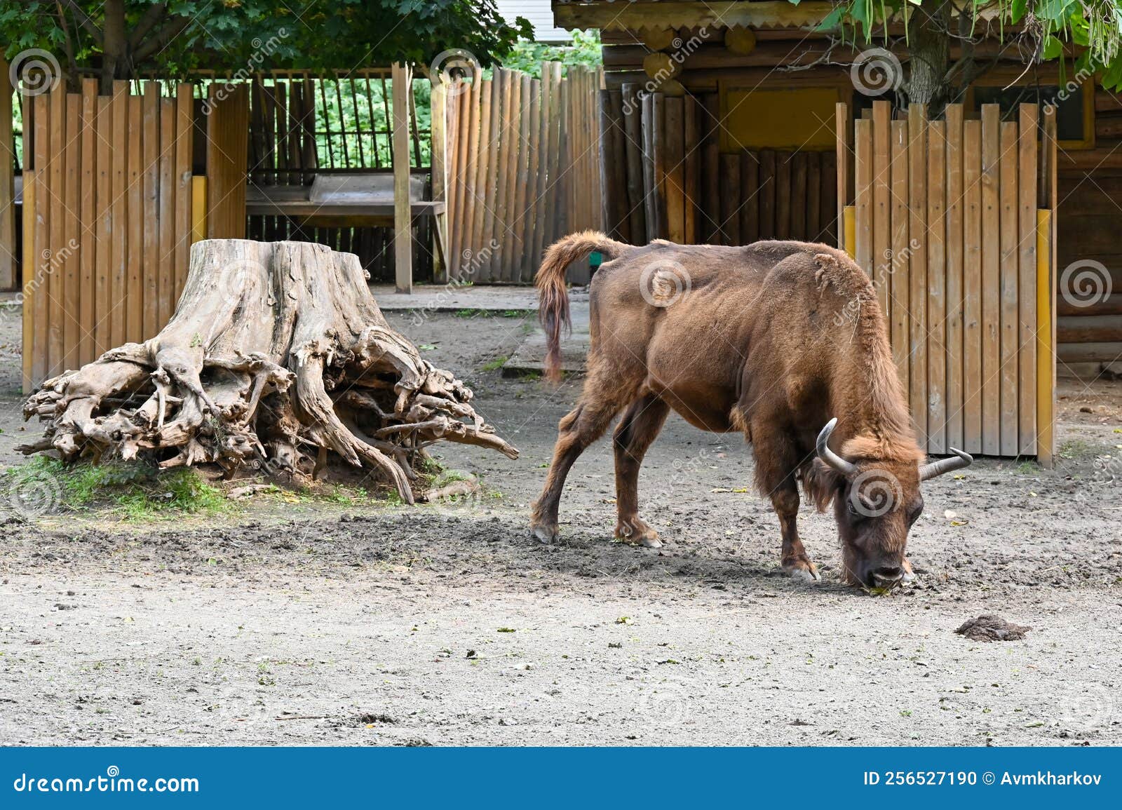 Bison on the farm stock photo. Image of grazing, nature - 256527190