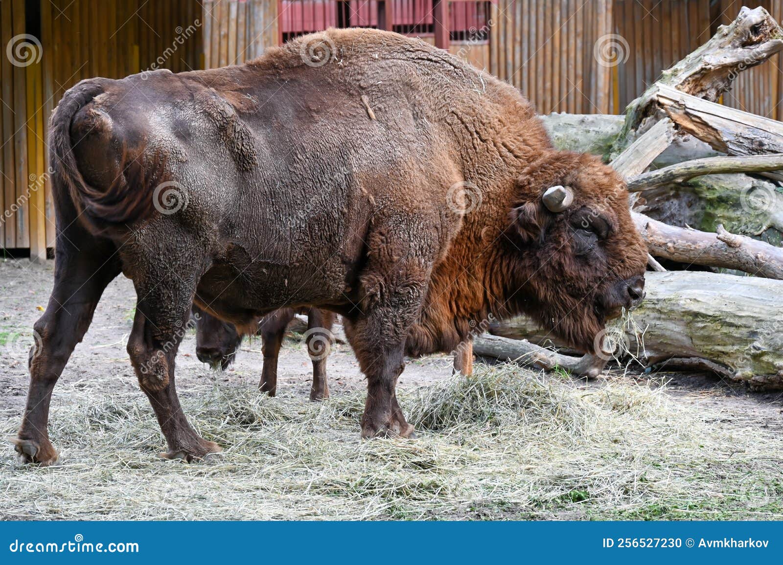 Bison on the farm stock photo. Image of animal, mammal - 256527230