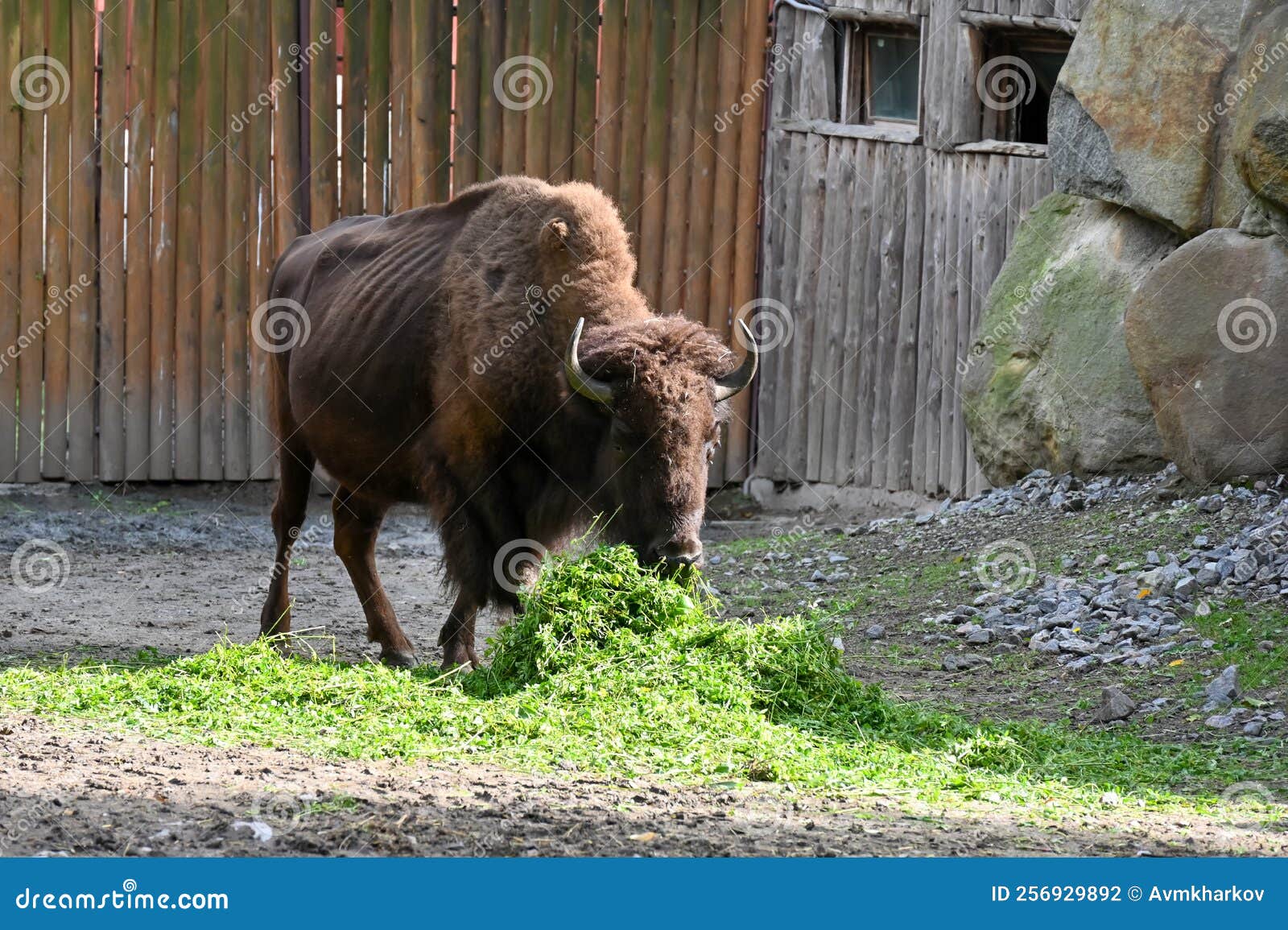 Bison on the farm stock photo. Image of wild, animals - 256929892