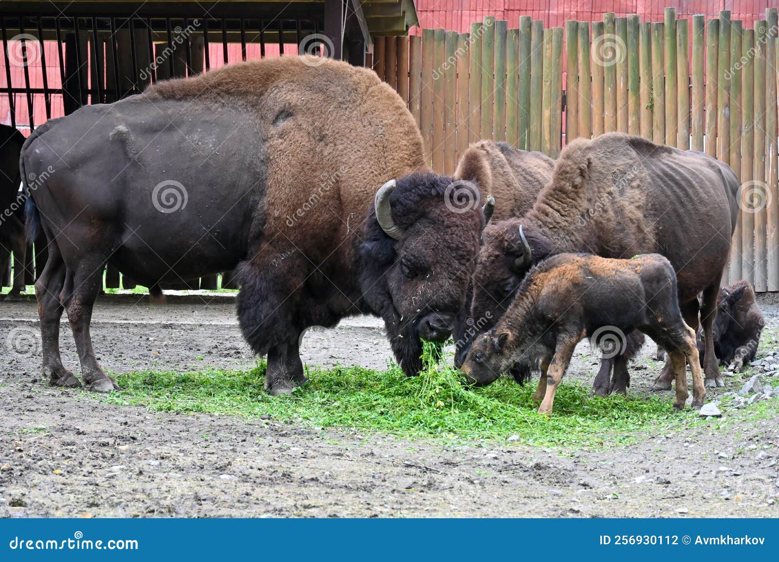 Bison on the farm stock photo. Image of buffalo, nature - 256930112