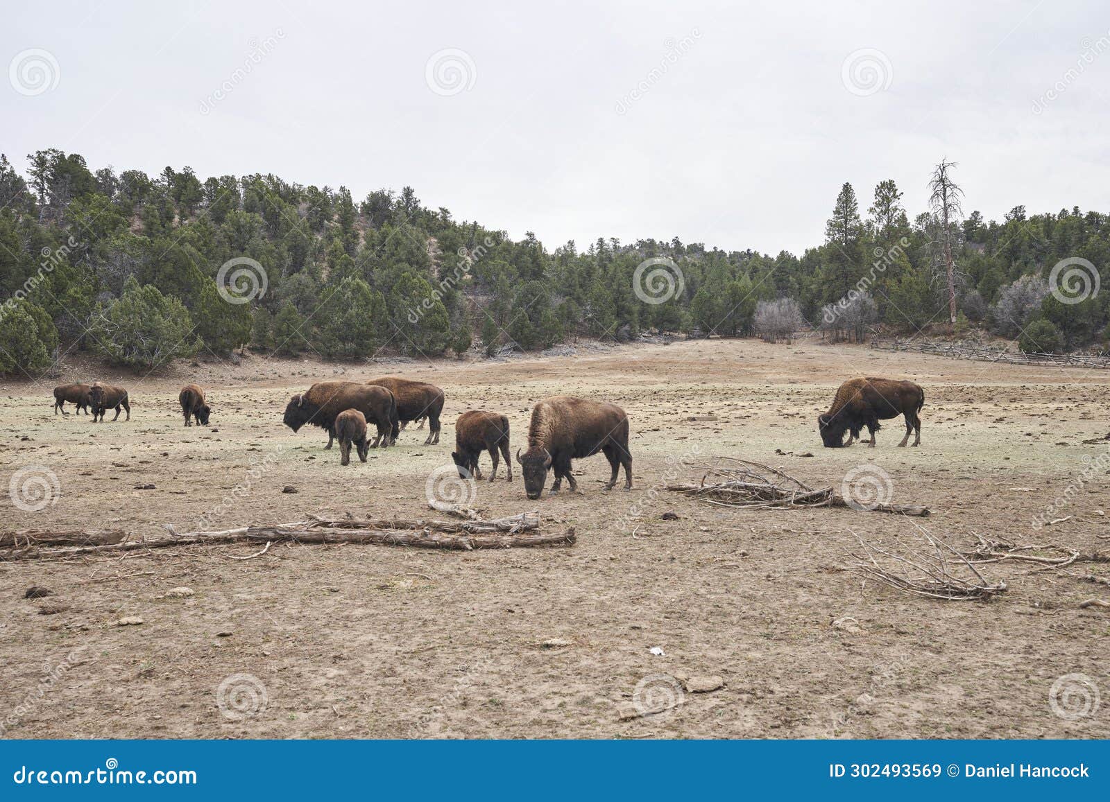 Bison Feeding on Bare Ground Stock Image - Image of landscape, american ...