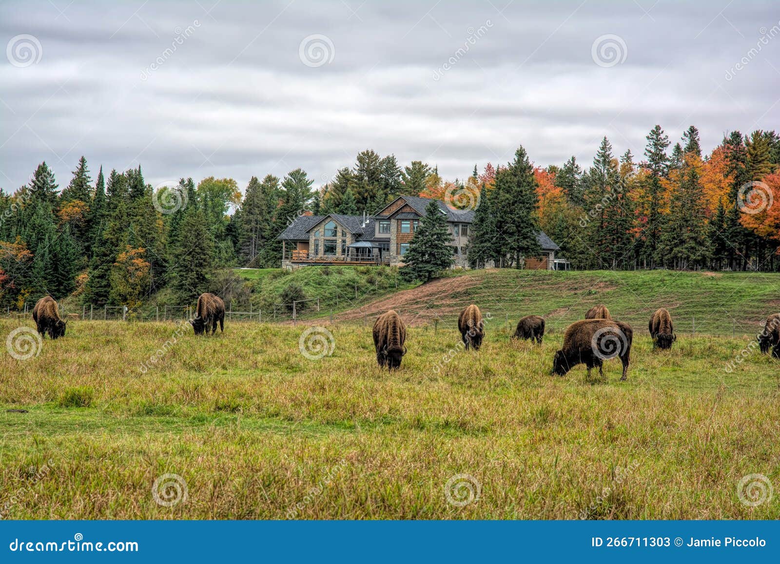 Bison feeding in field stock image. Image of farm, prairie - 266711303