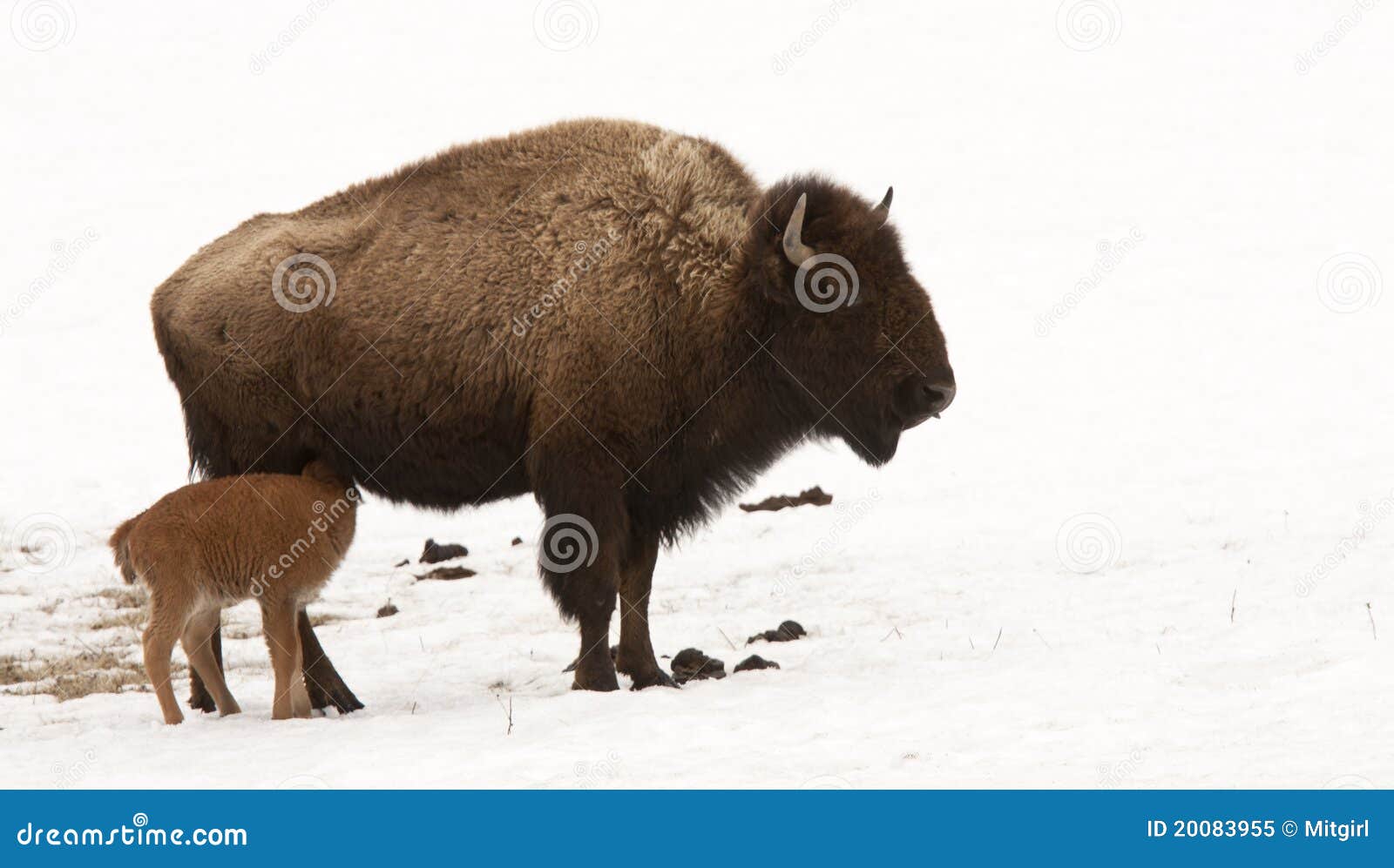 Bison Feeding Its Young Baby in Yellowstone Stock Image - Image of ...