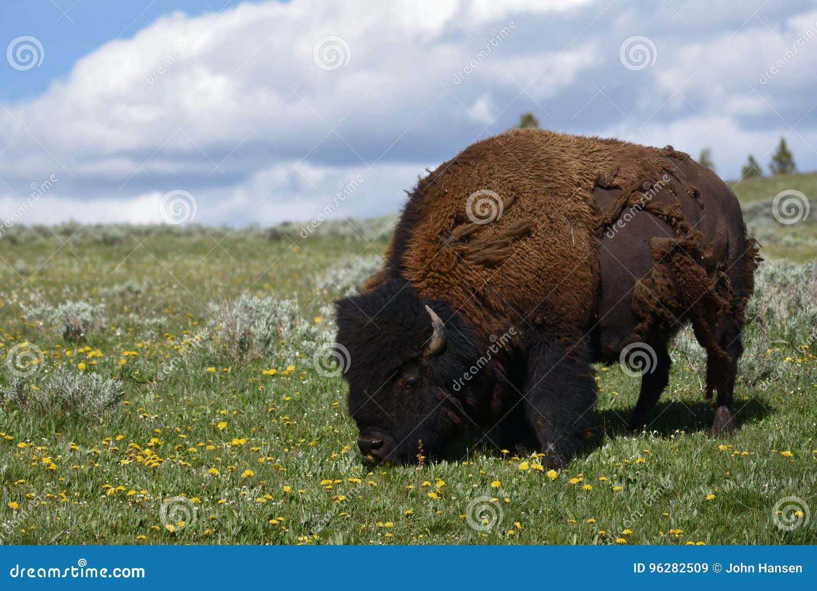 Bison feeding stock image. Image of mammal, fauna, grasses - 96282509