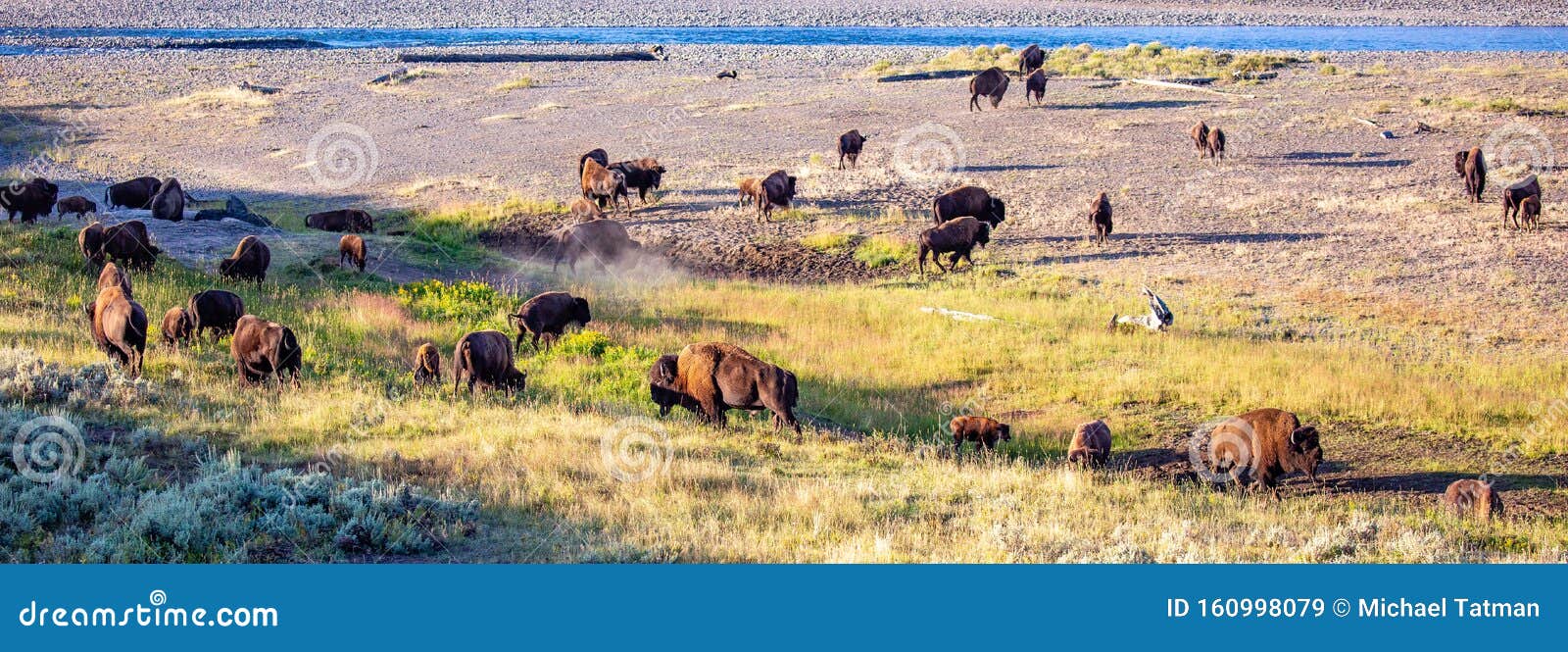Bison Feeding in Yellowstone National Park Along a River Stock Image ...