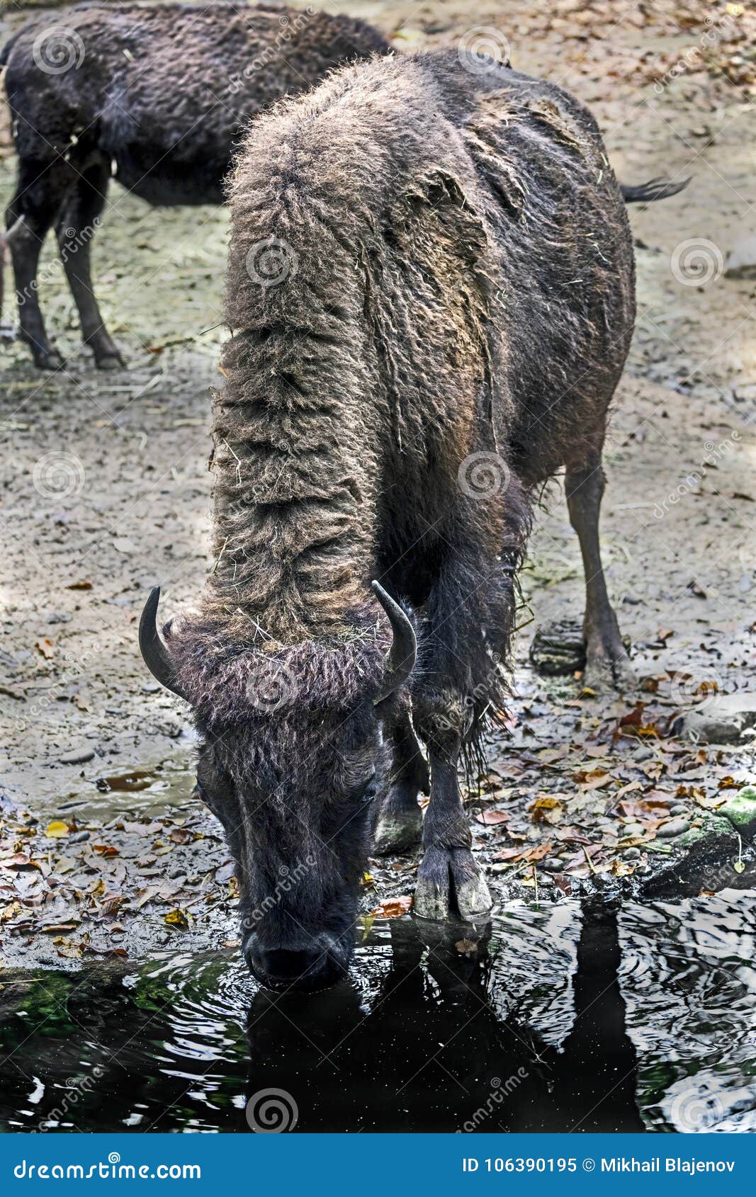 Bison female 3 stock image. Image of animal, brown, portrait - 106390195