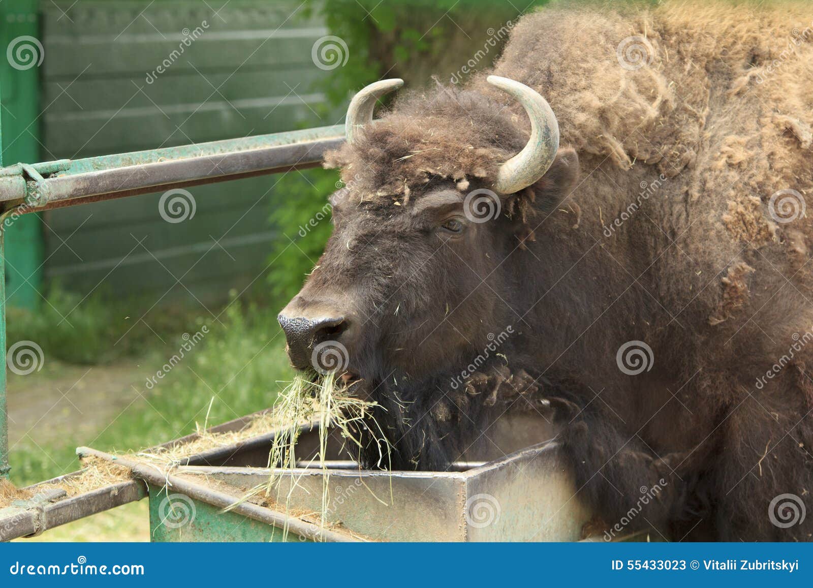 Bison stock image. Image of feed, huge, beasts, massive - 55433023