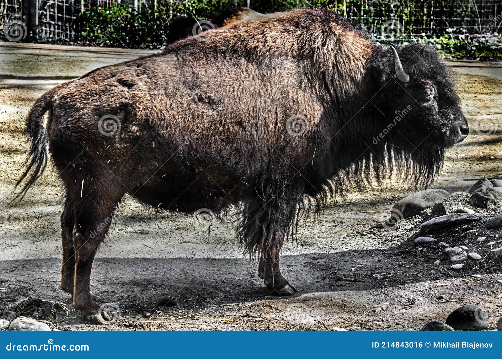 Bison female 8 stock photo. Image of species, nice, creature - 214843016