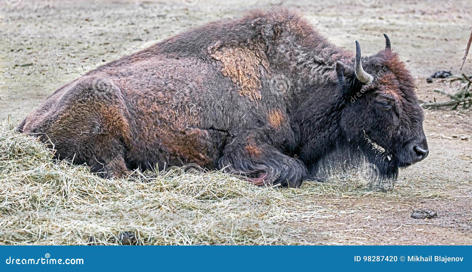 Bison female 1 stock photo. Image of nature, enclosure - 98287420