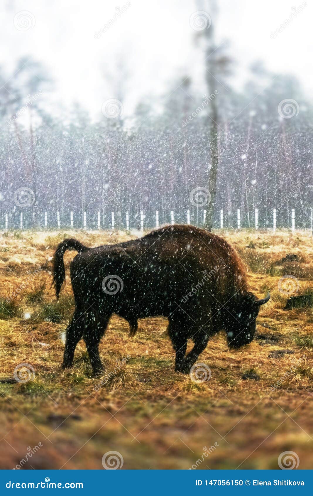Bison on the field. stock photo. Image of focus, snow - 147056150