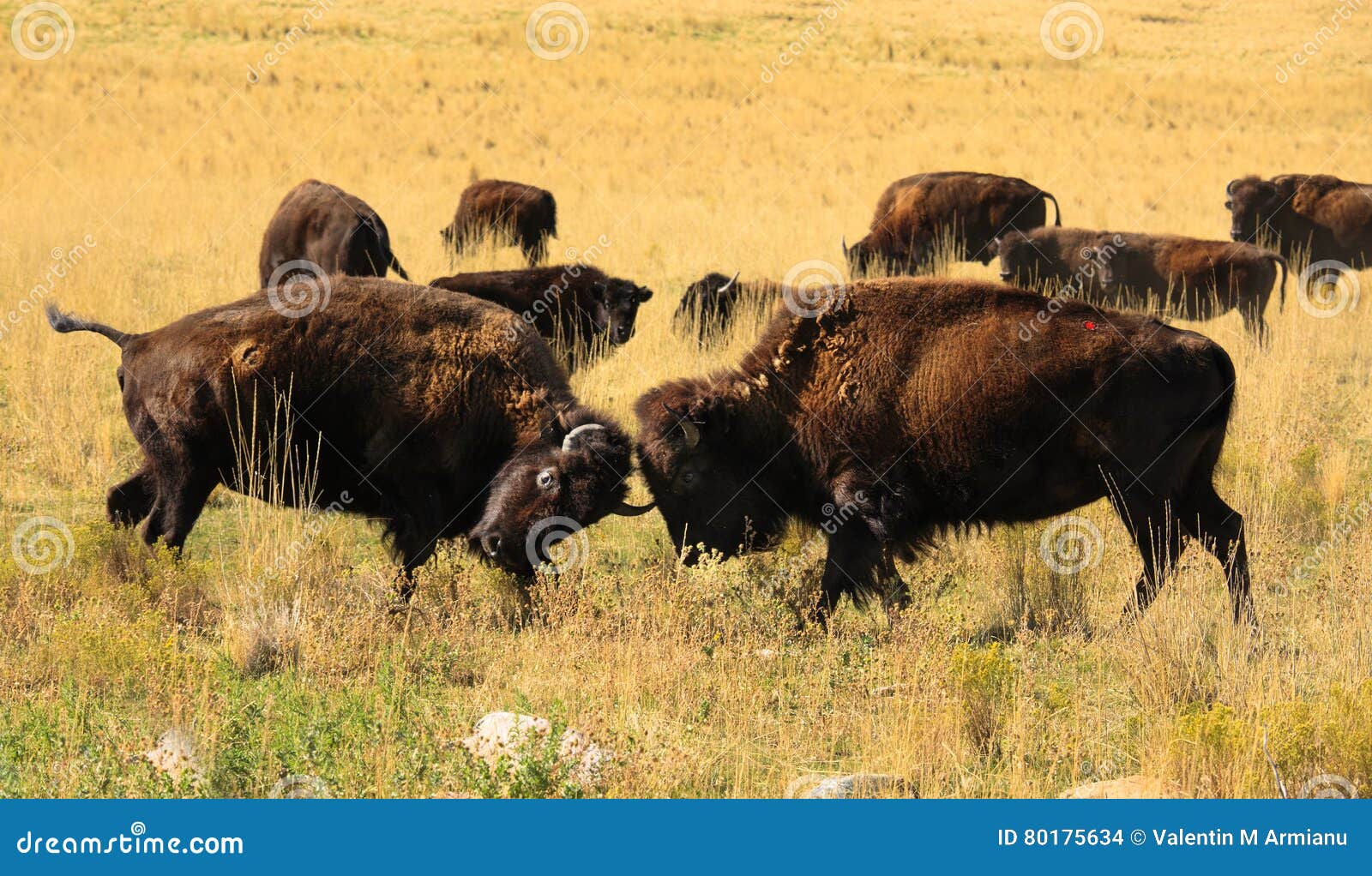 Bison Fight stockfoto. Bild von herrschaft, angriff, wild - 80175634