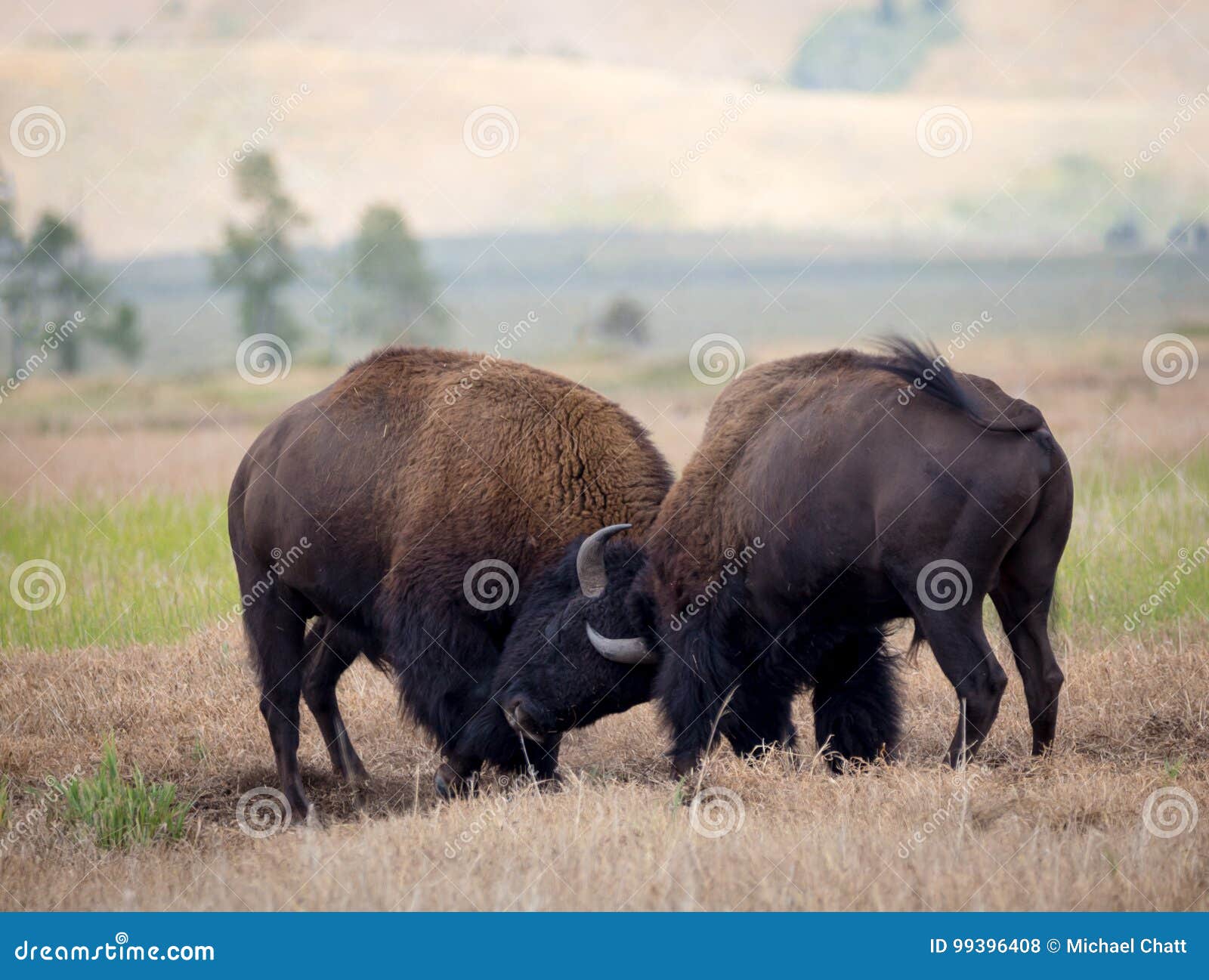 Bison Fighting foto de stock. Imagem de animal, habitat - 99396408