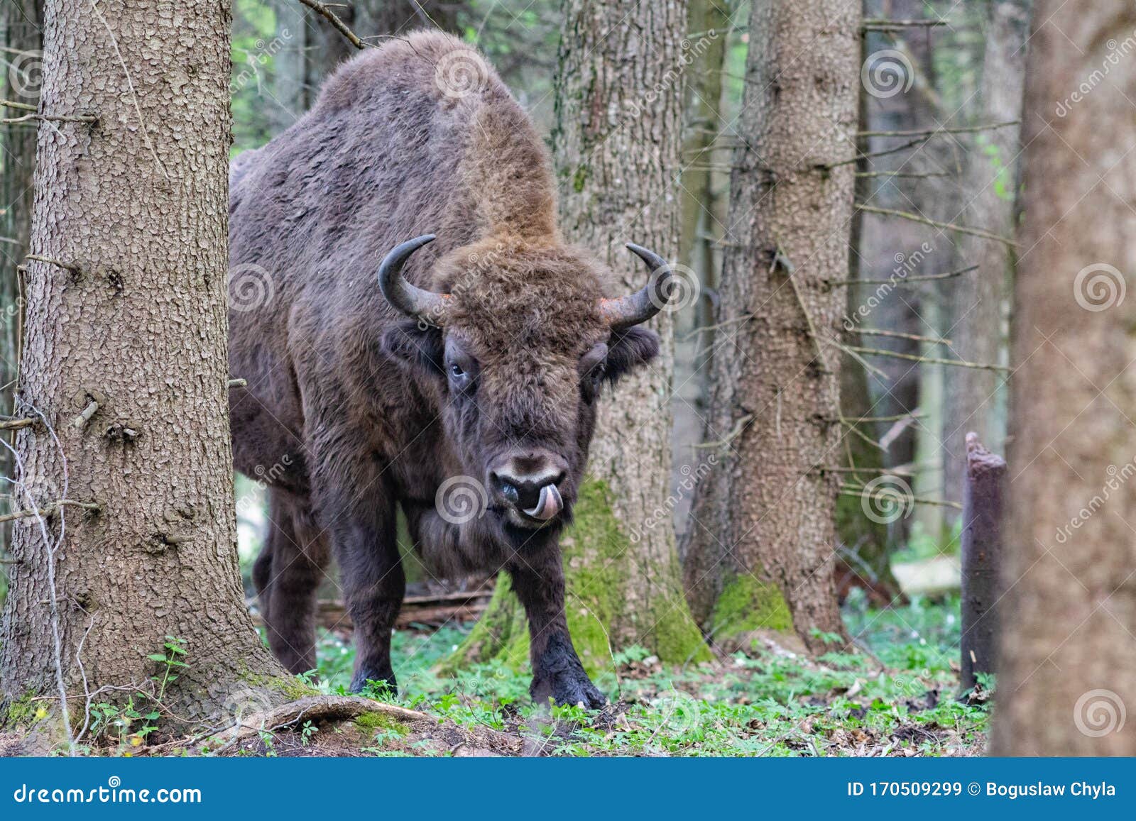 Bison in the Forest in the Bialowieza National Park Stock Image - Image ...