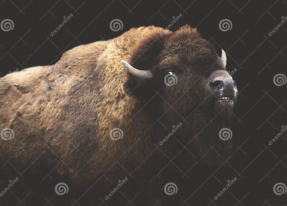 Bison stock image. Image of teeth, funny, eyes, blur - 83223209