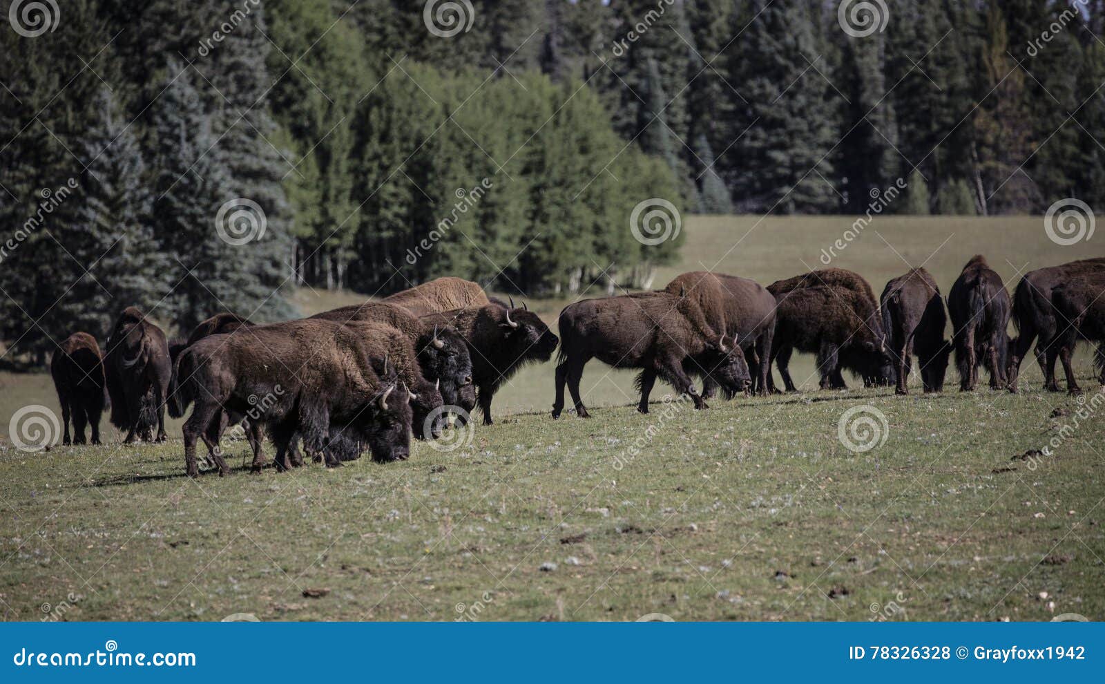 Bison Grand Canyon National Park Stock Photo - Image of beef, hearing ... Bison Grand Canyon National Park Stock Photo - Image of beef, hearing ...