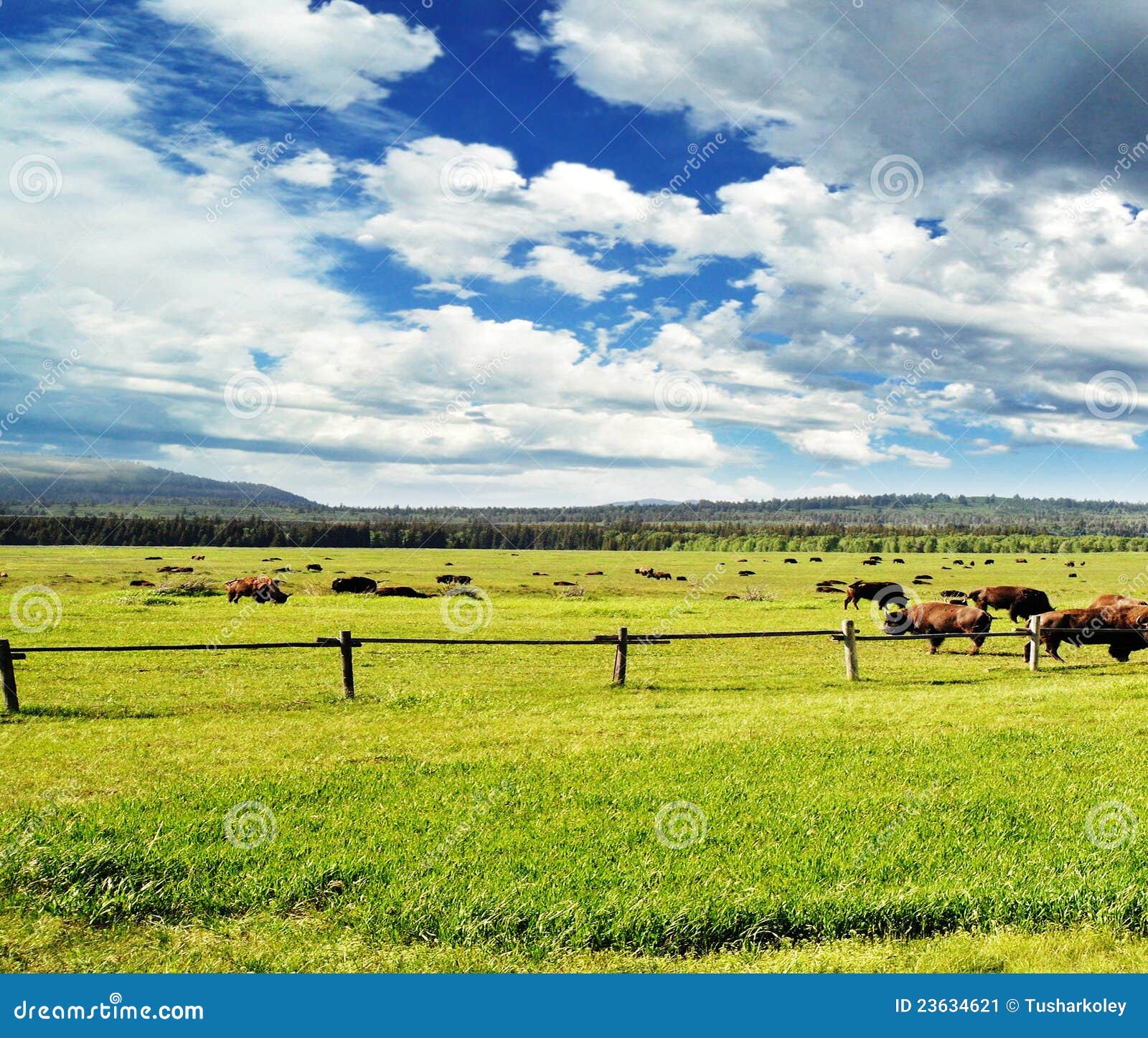 Bison in grand teton stock image. Image of national, calm - 23634621