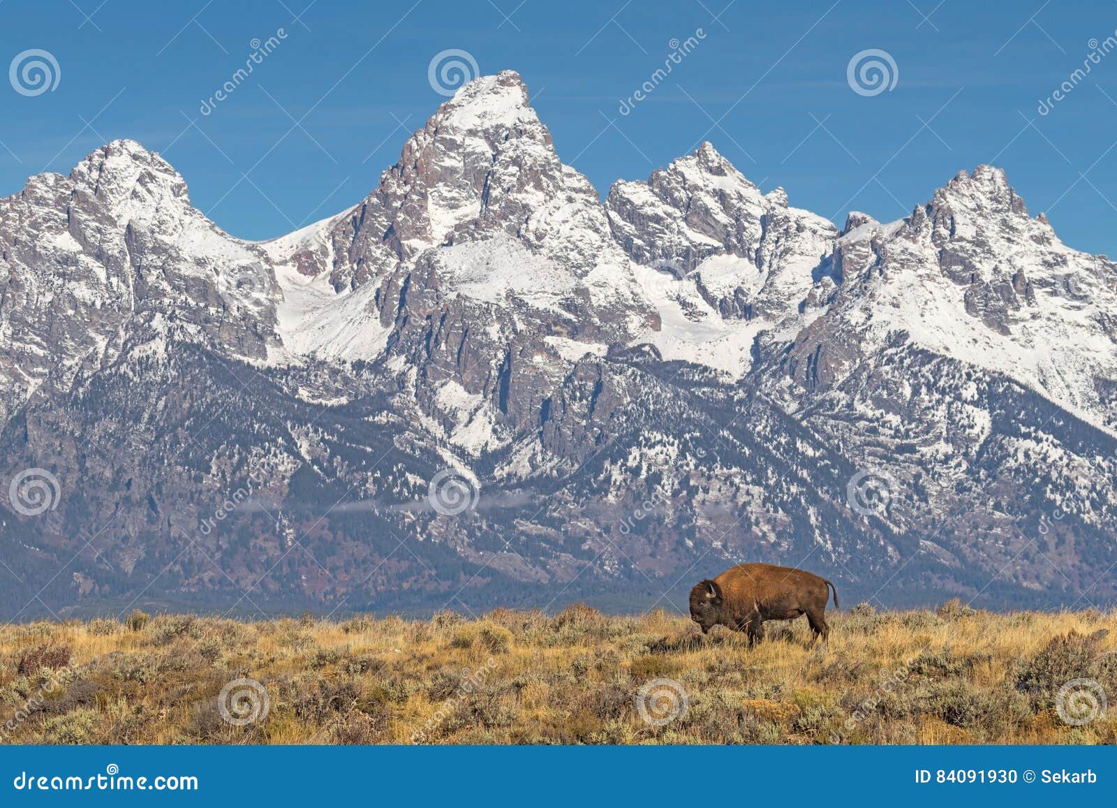 Bison at Grand Tetons National Park Stock Photo - Image of mammal ...