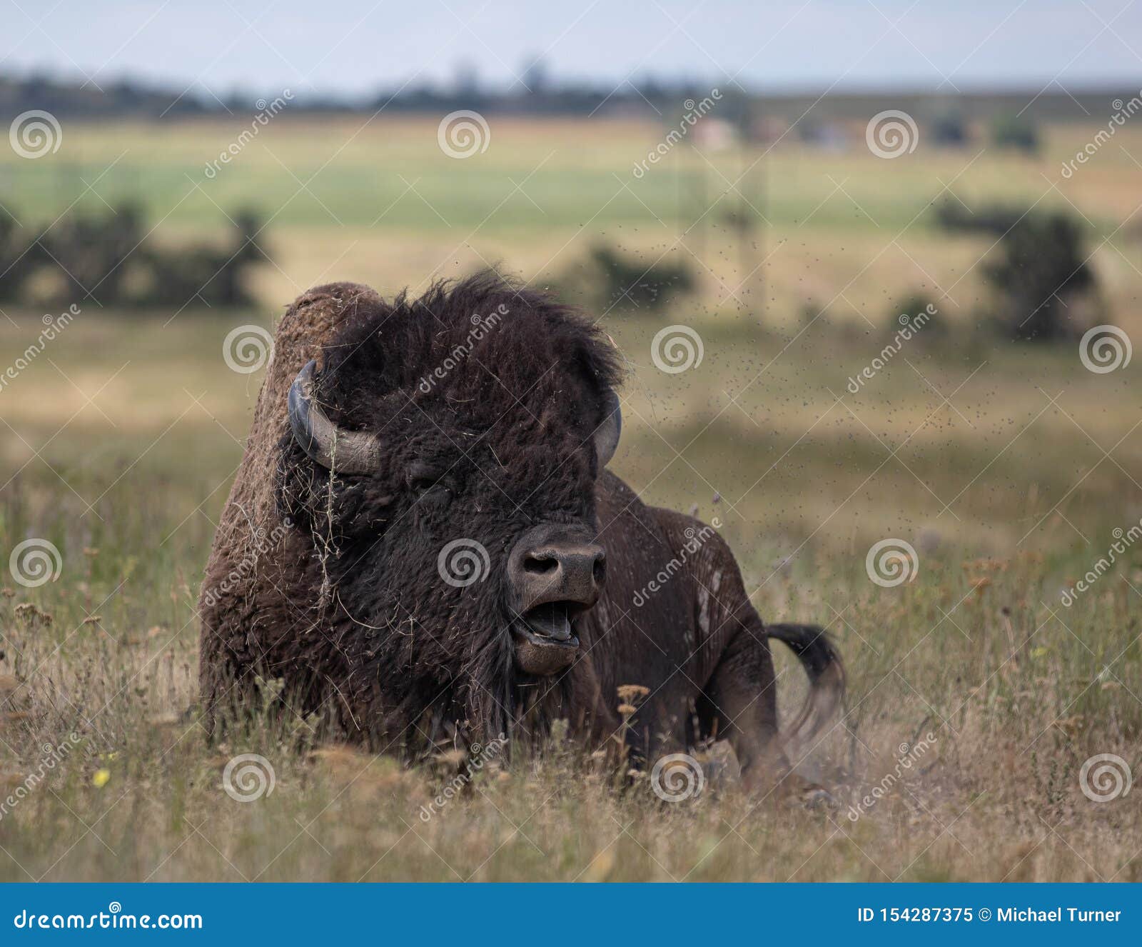 Bison on the Grass stock image. Image of prarie, grass - 154287375